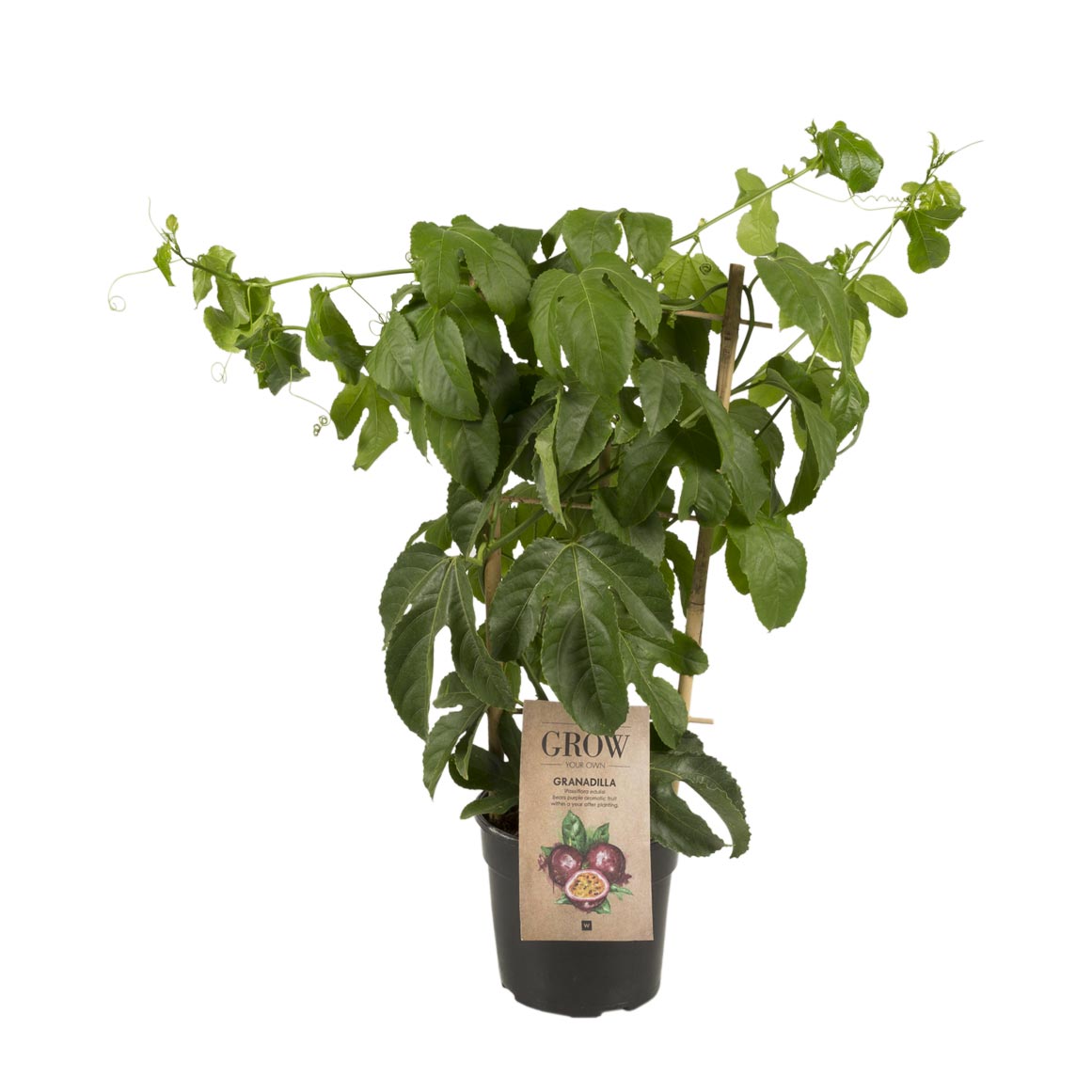 Granadilla Plant