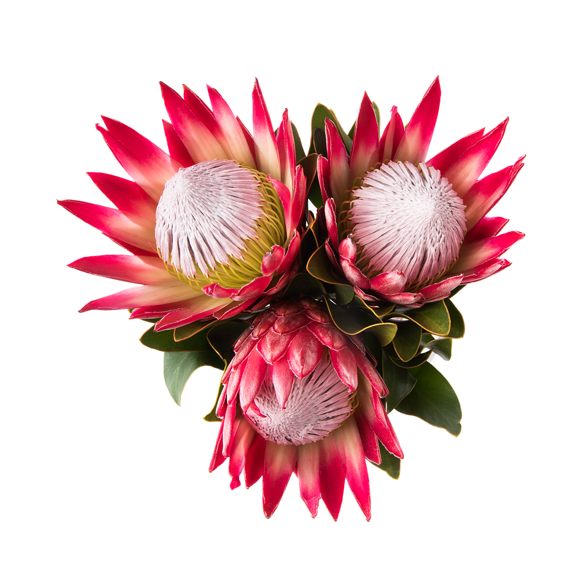 Protea Flower Png